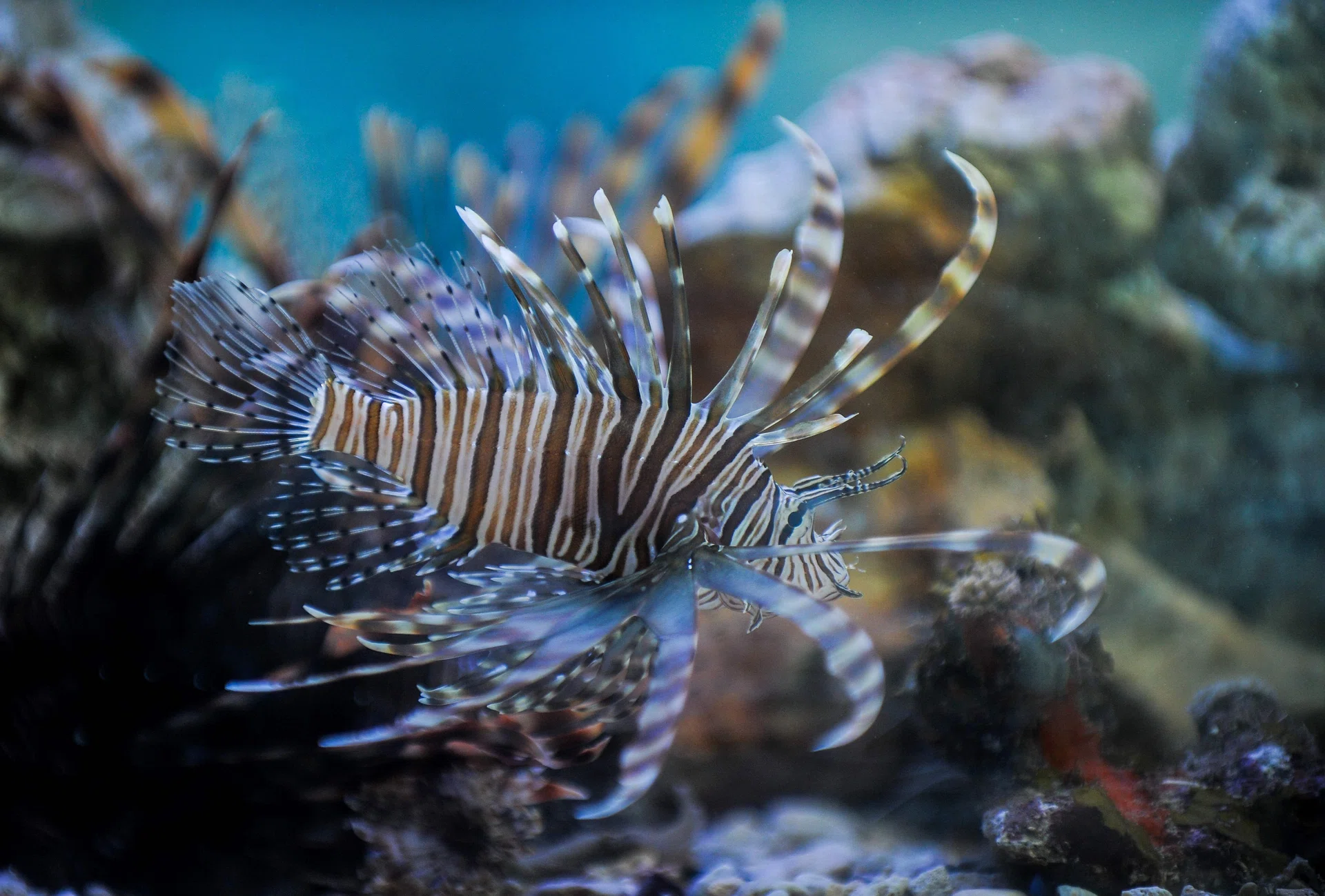 To fight lionfish invasion, Cuba learns to cook them - The Business Times