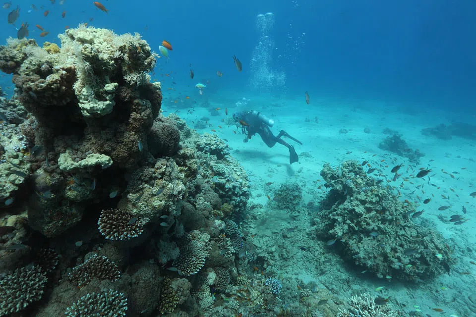 Red Sea coral reefs can take the heat of climate change - The Business ...
