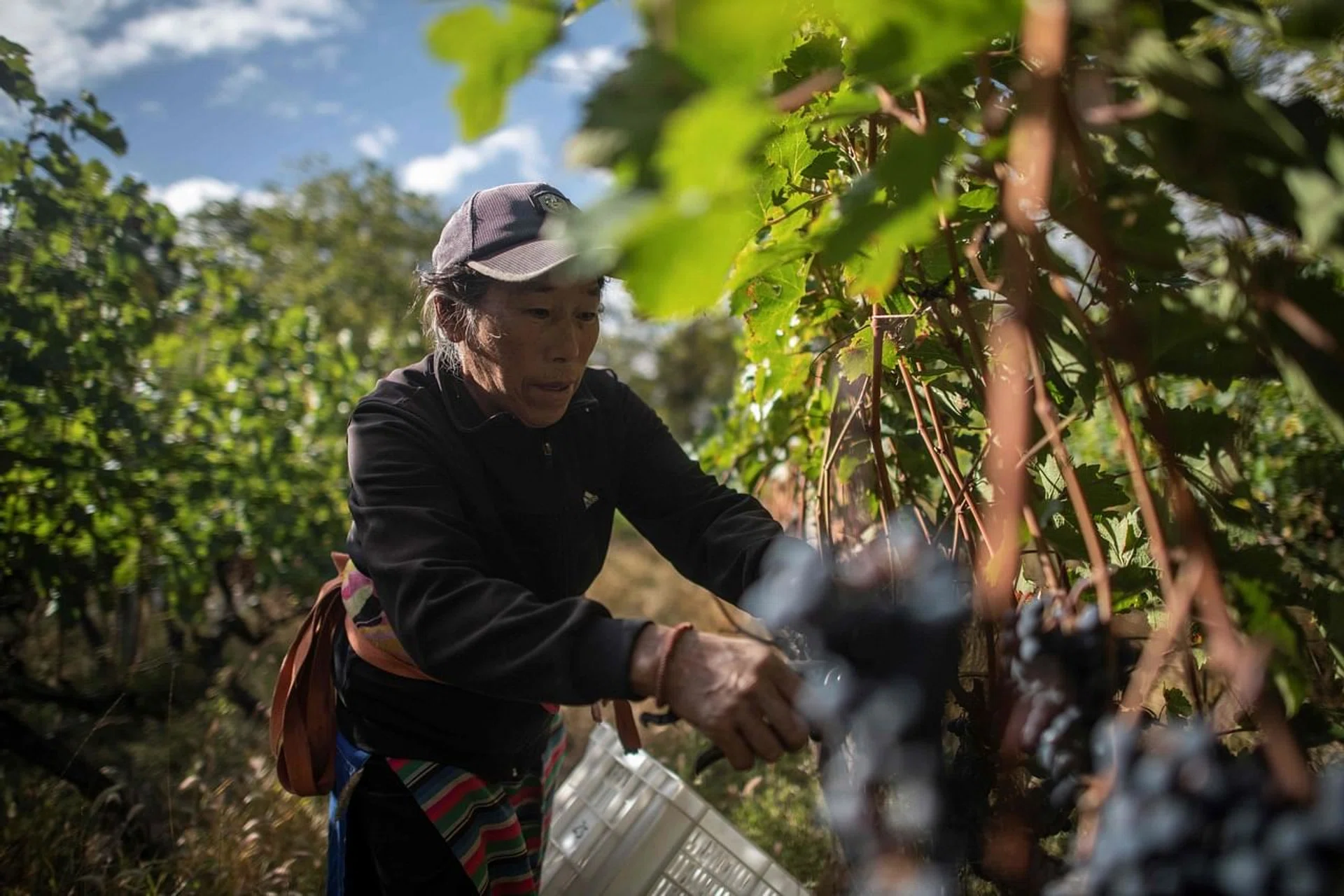 In China's Himalayas, a wine 'flying above the clouds' - The Business Times
