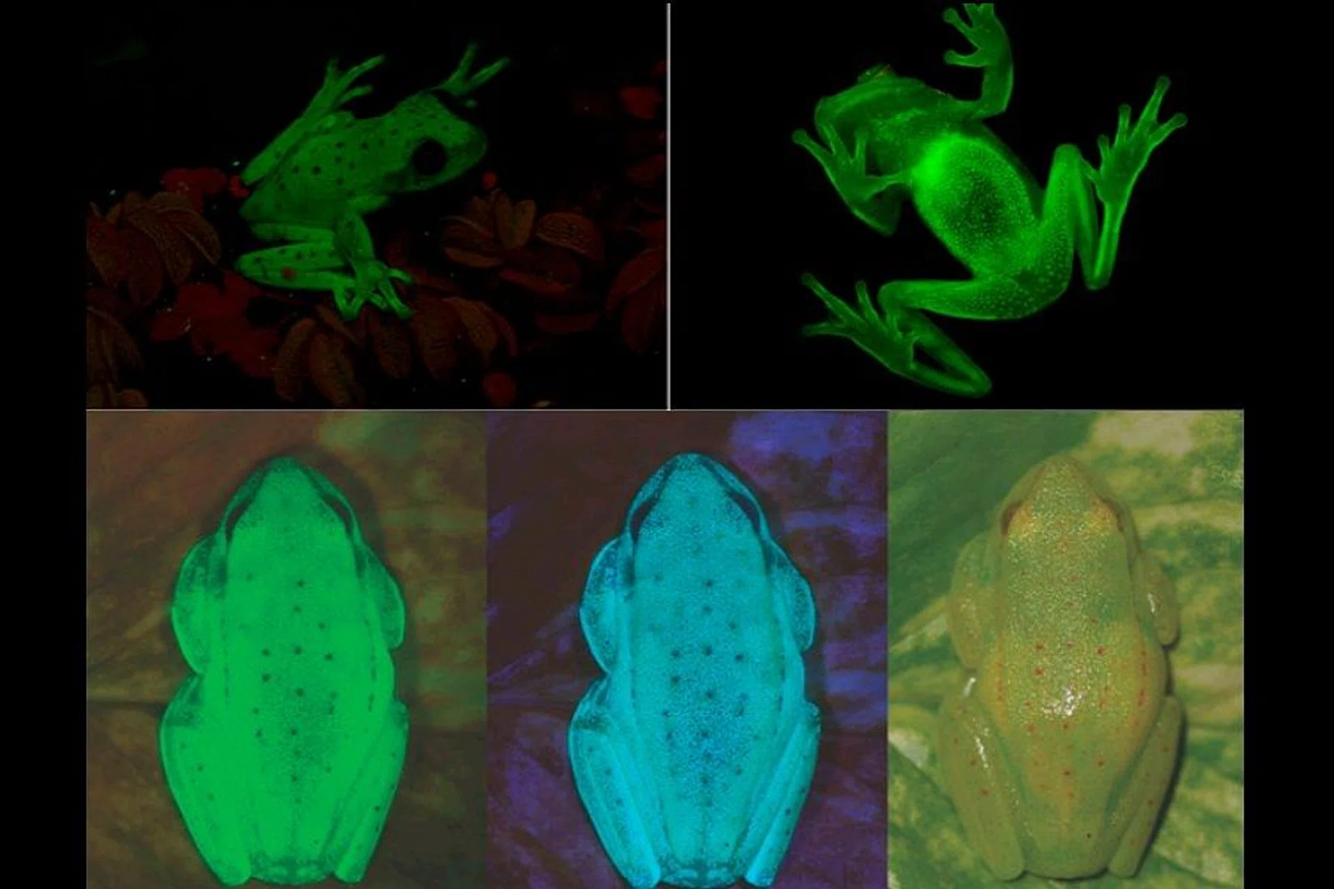 First fluorescent frog found in Argentina - The Business Times