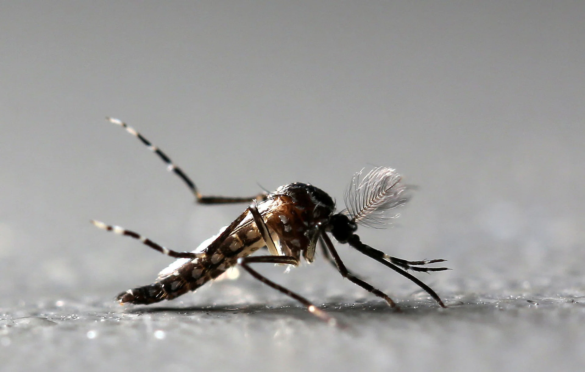 Brazil mutant mosquitoes to breed out diseases - The Business Times