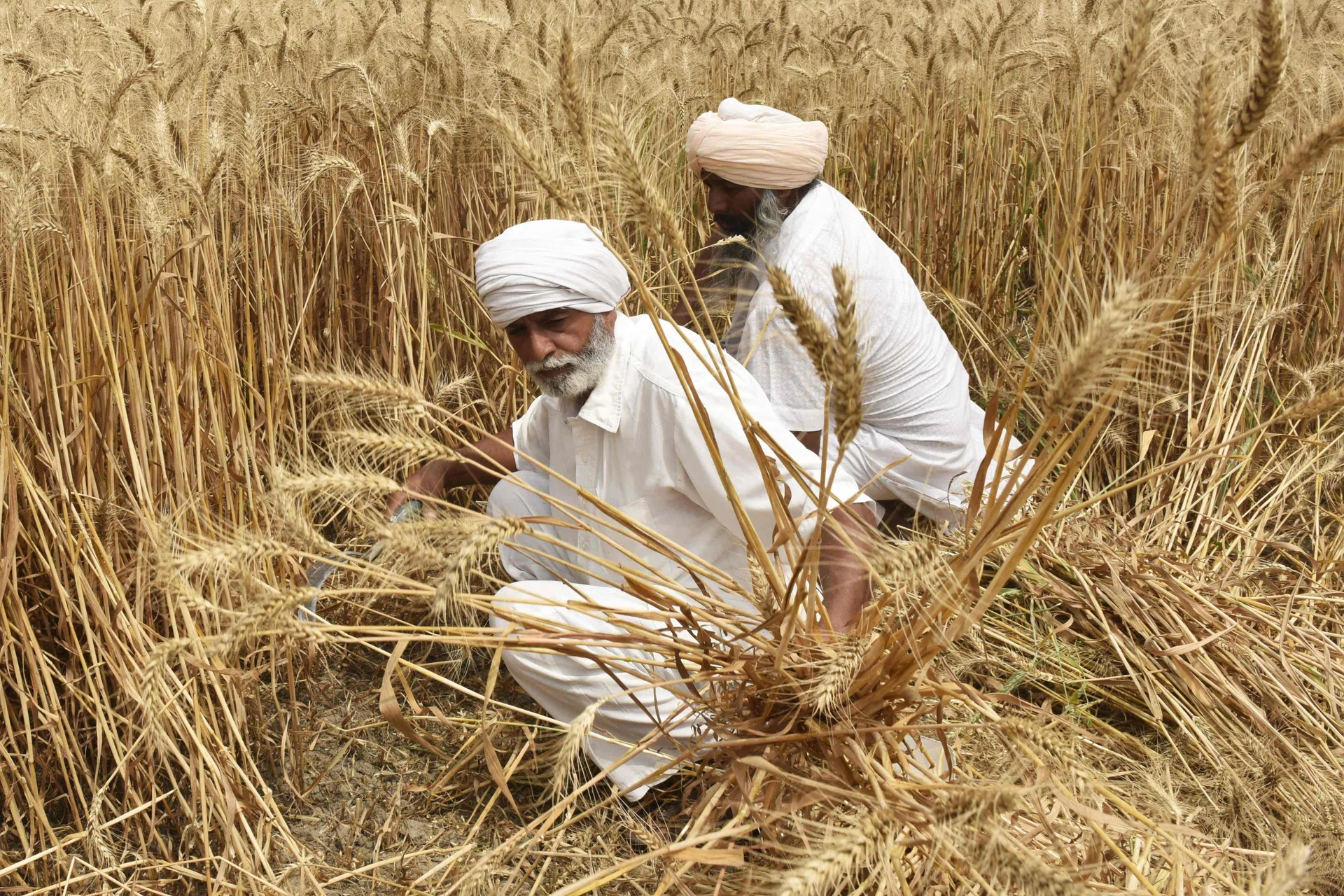 Wheat soars in risk to food inflation as India restricts exports - The ...