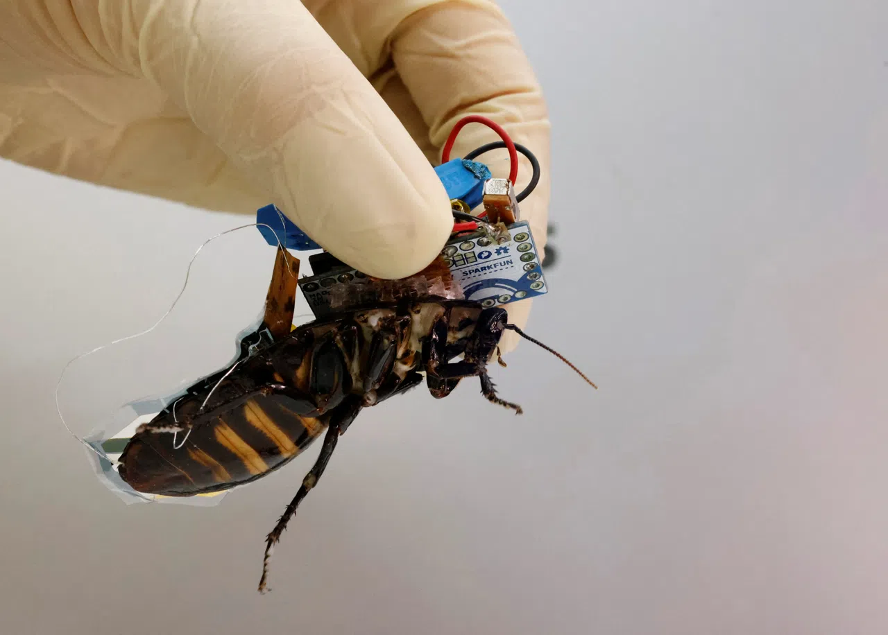 Meet Japan’s cyborg cockroach, coming to disaster area near you - The ...