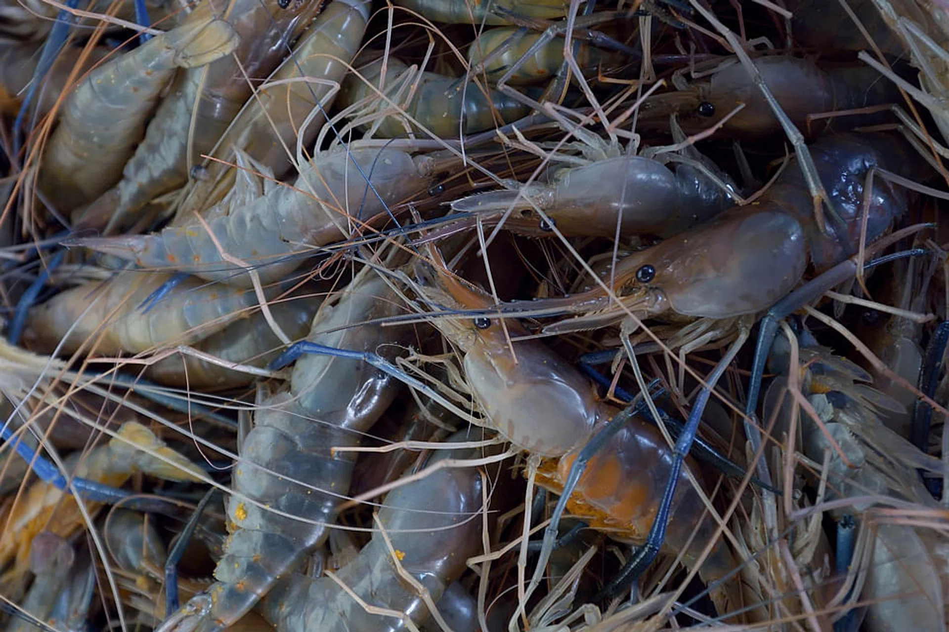 Thailand refutes allegations of slavery in defence of its prawn ...