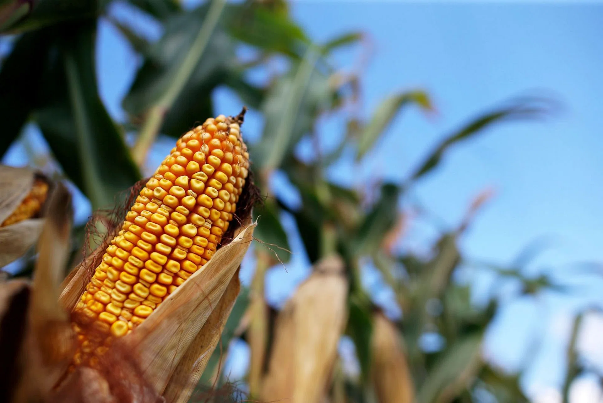 Great corn clash is coming as US, Brazil farmers face off - The ...