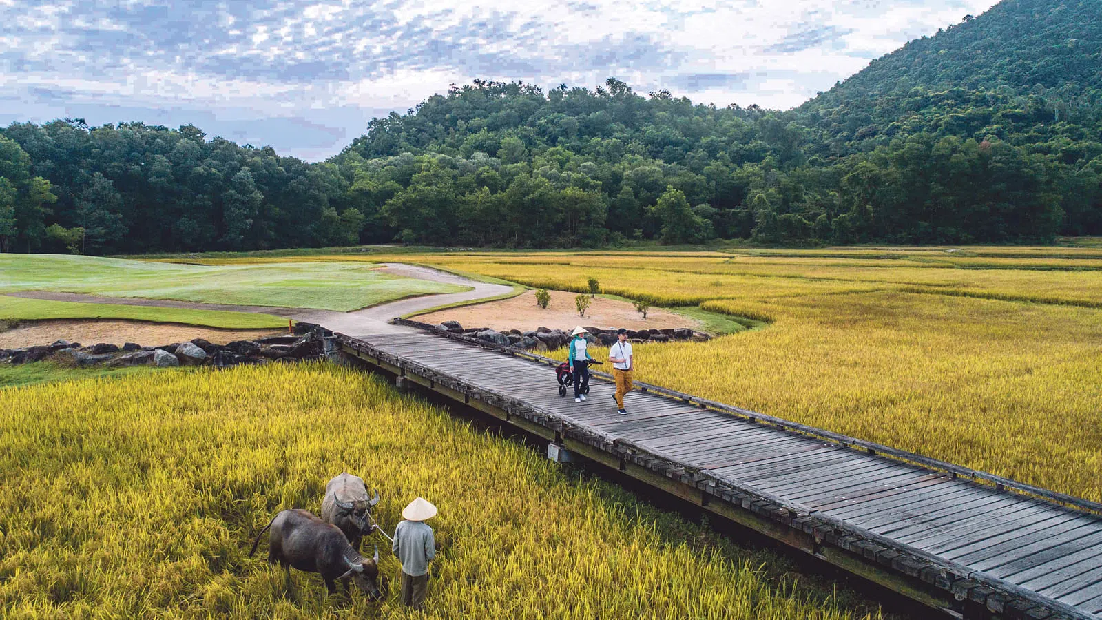 Buffalo Swing - The Business Times