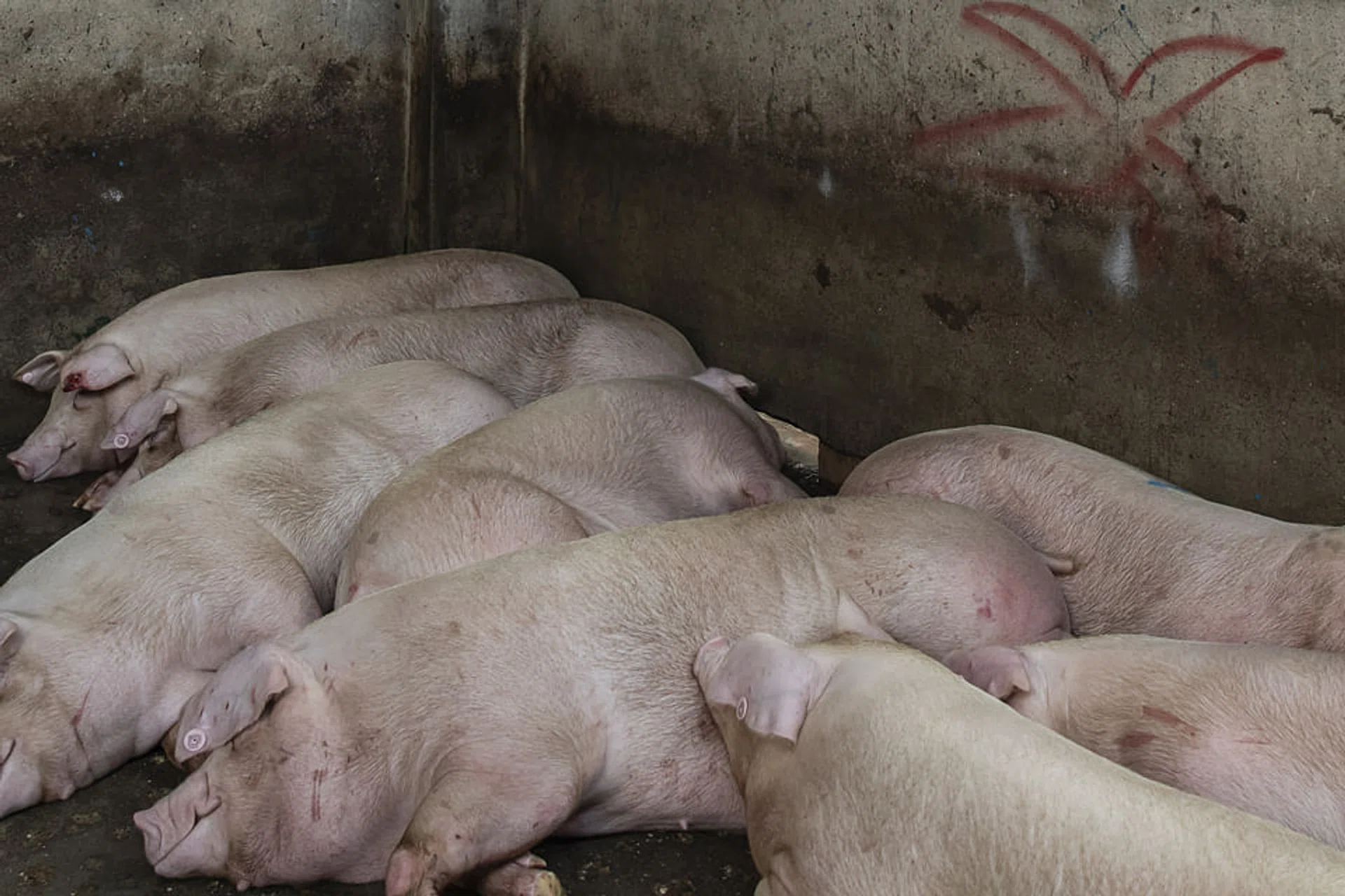 China breeding giant pigs the size of polar bears - The Business Times