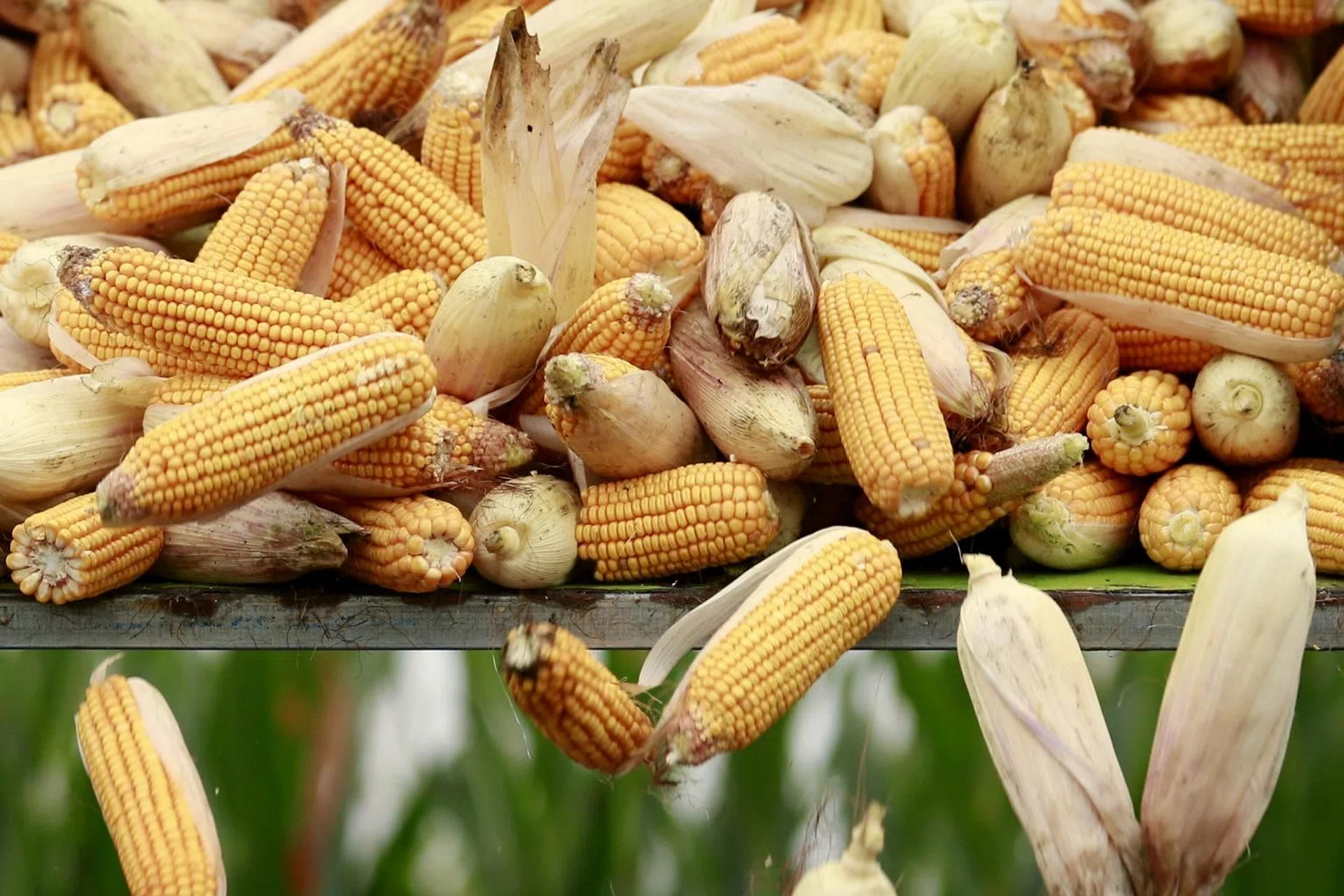 China's looming corn shortage fans food security unease - The Business ...