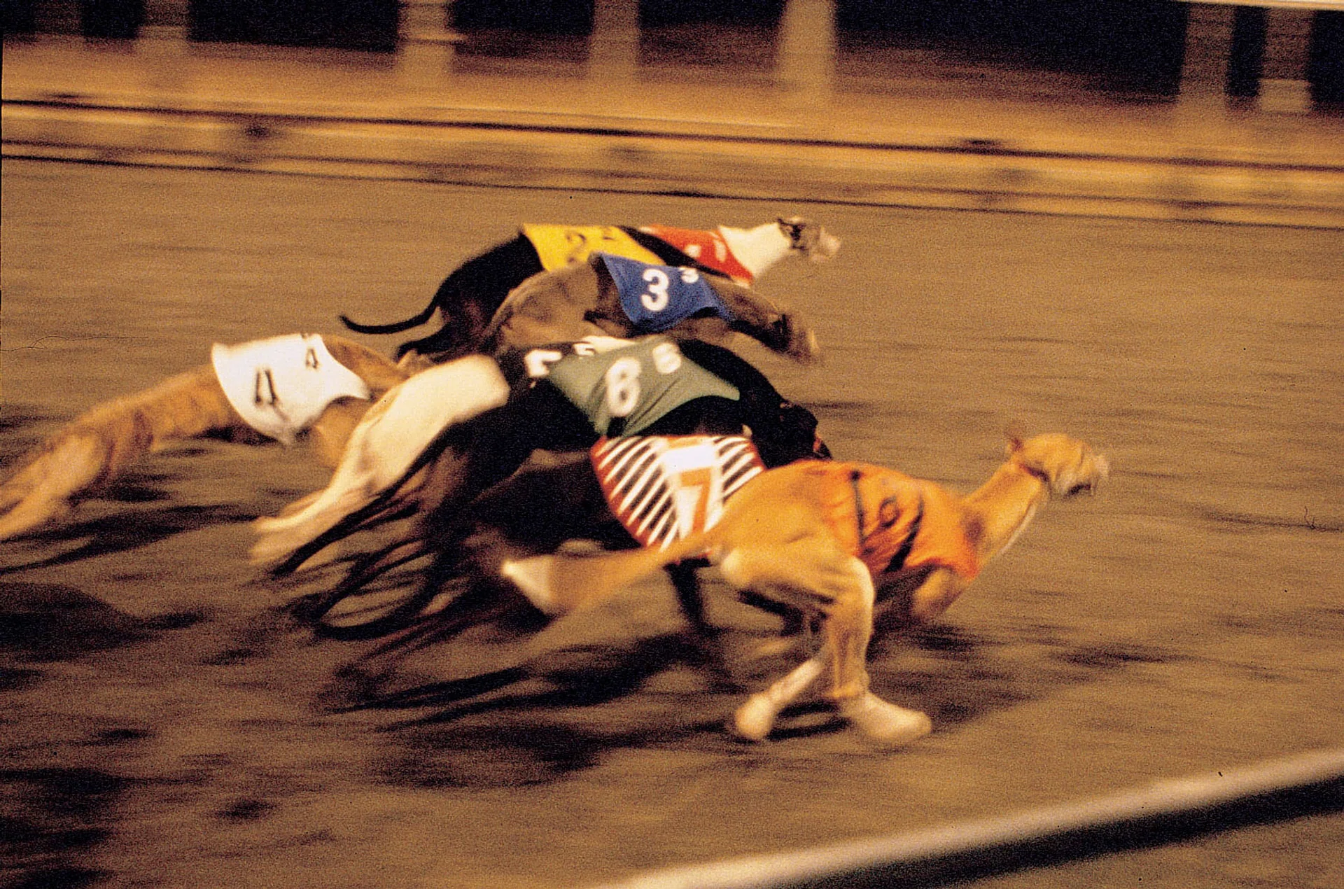 Dog racing banned by Australian state for 'systemic cruelty' - The ...