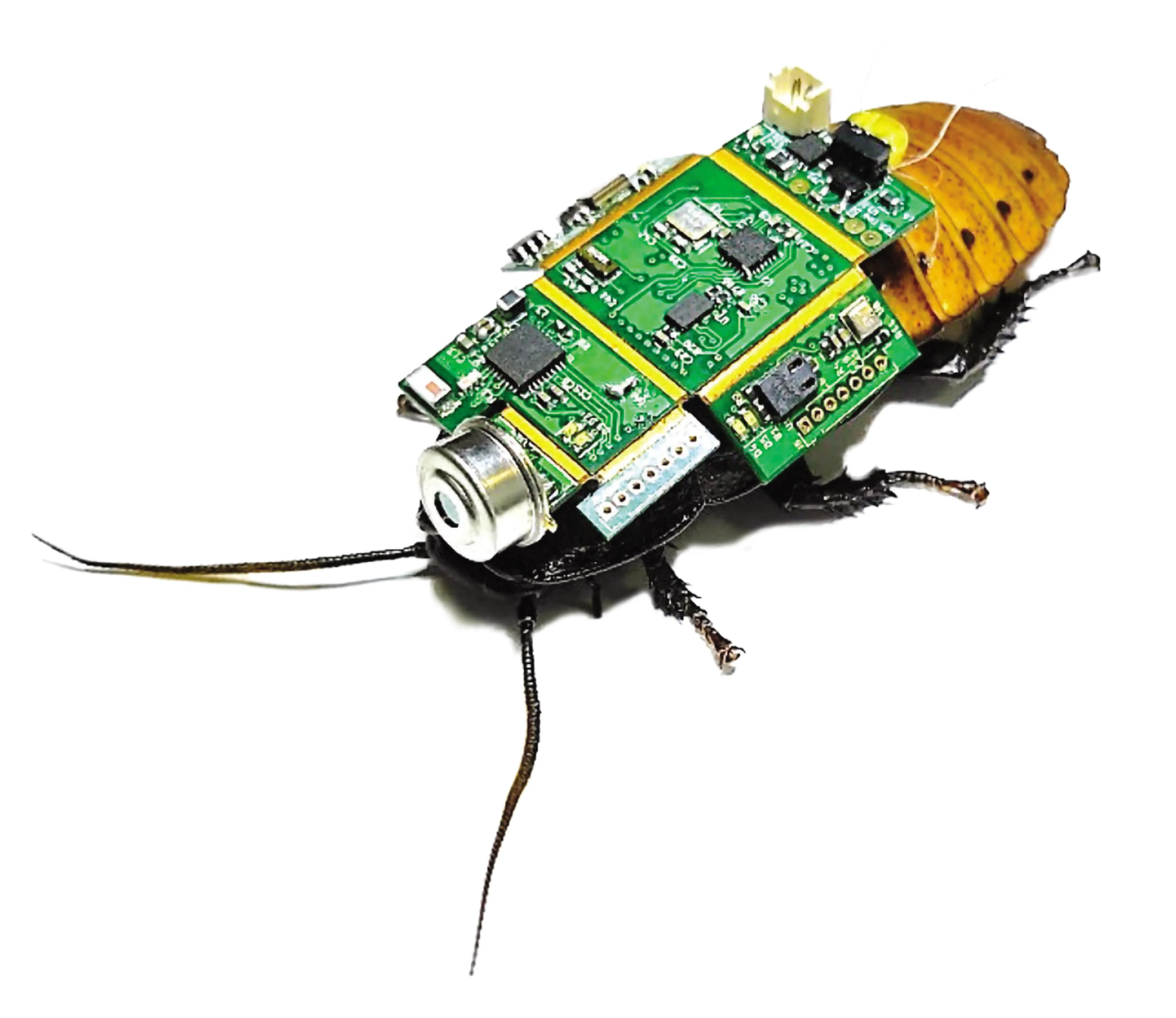 The cockroach theory of crypto - The Business Times