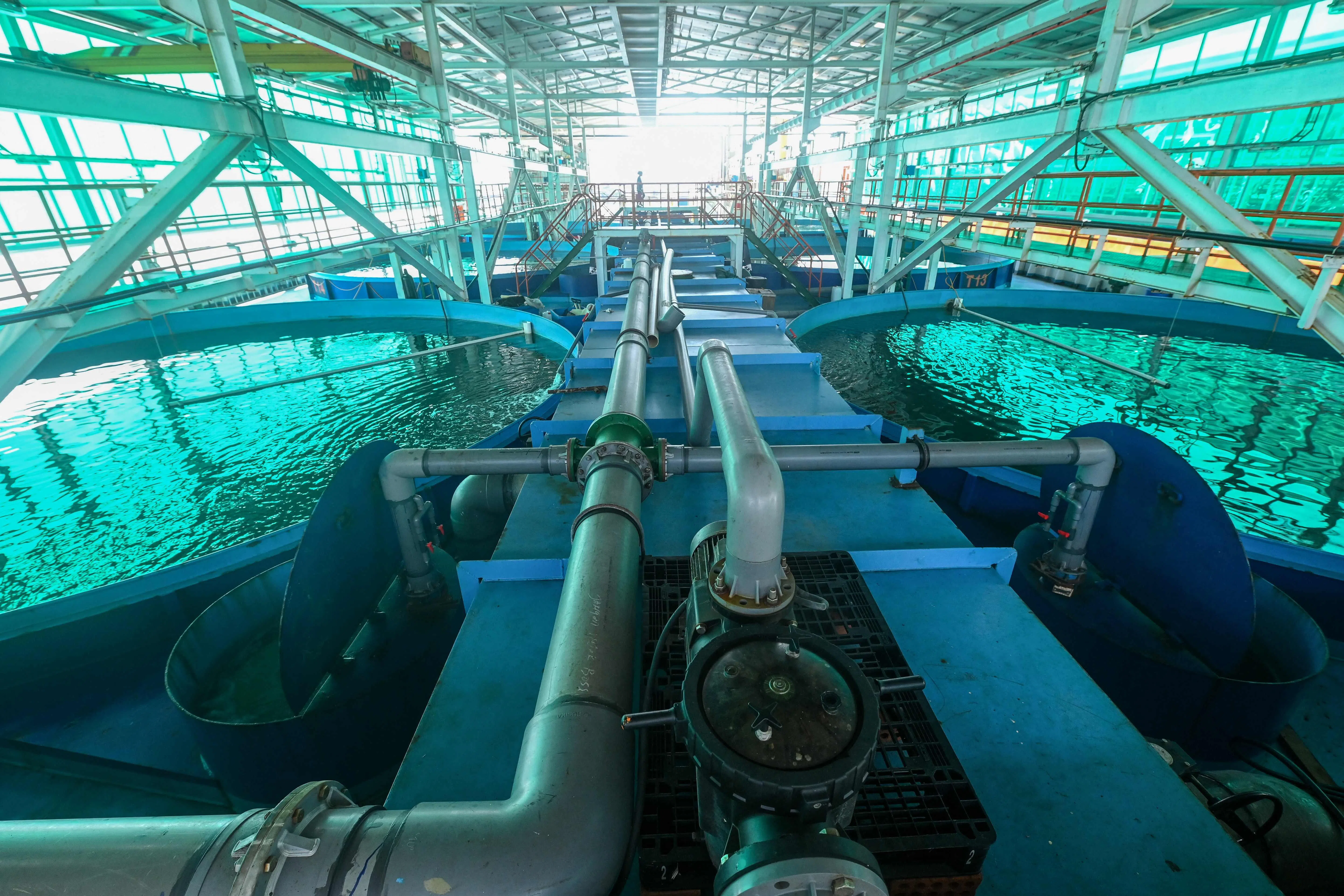 Singapore engineer pivots from oil rigs to ‘fish farm of the future’