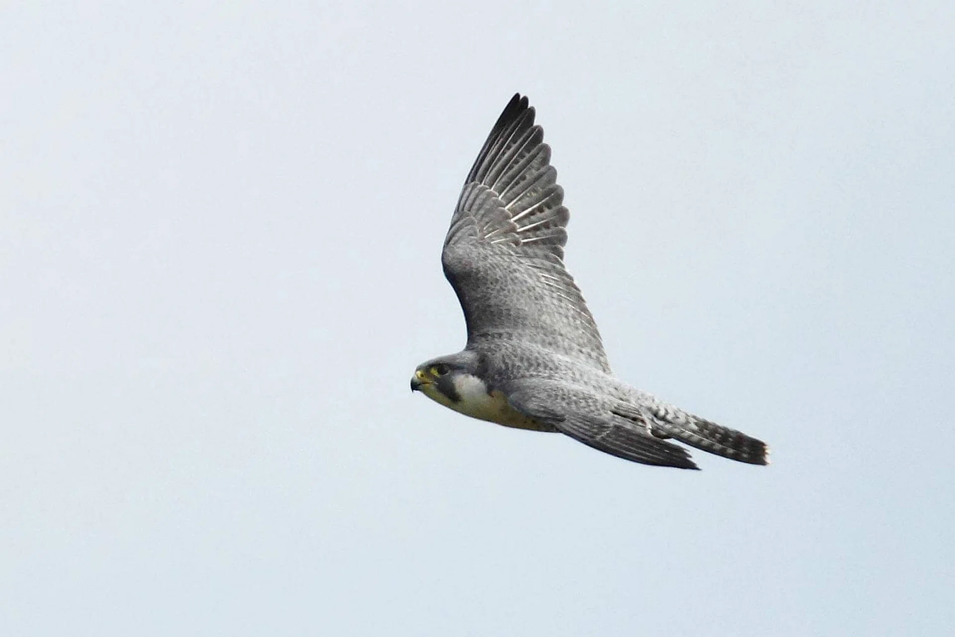 Falcon's attack strategy could inspire new drones: study - The Business ...
