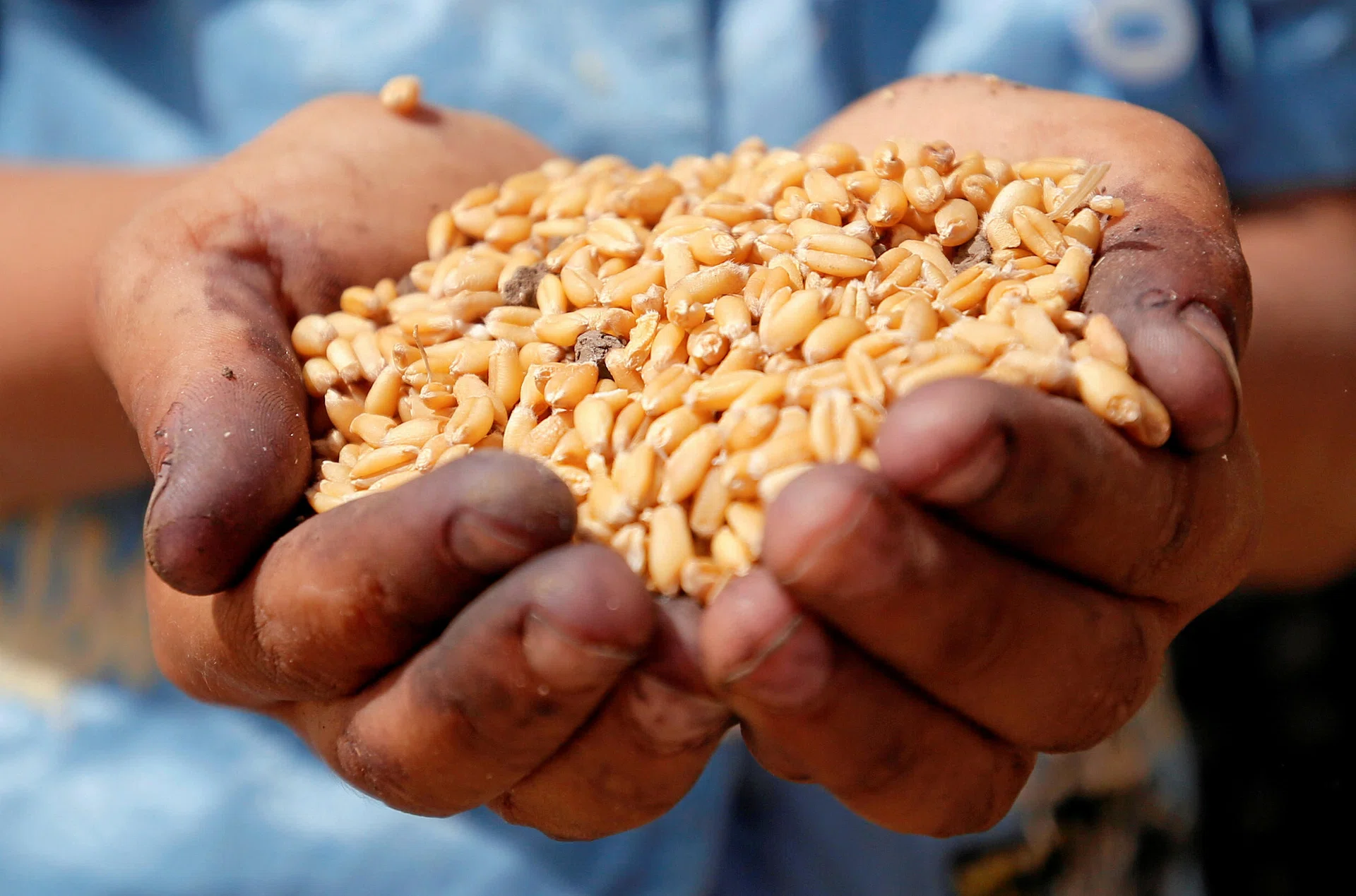 Egypt grain storage project may be back on track in wake of scandal ...