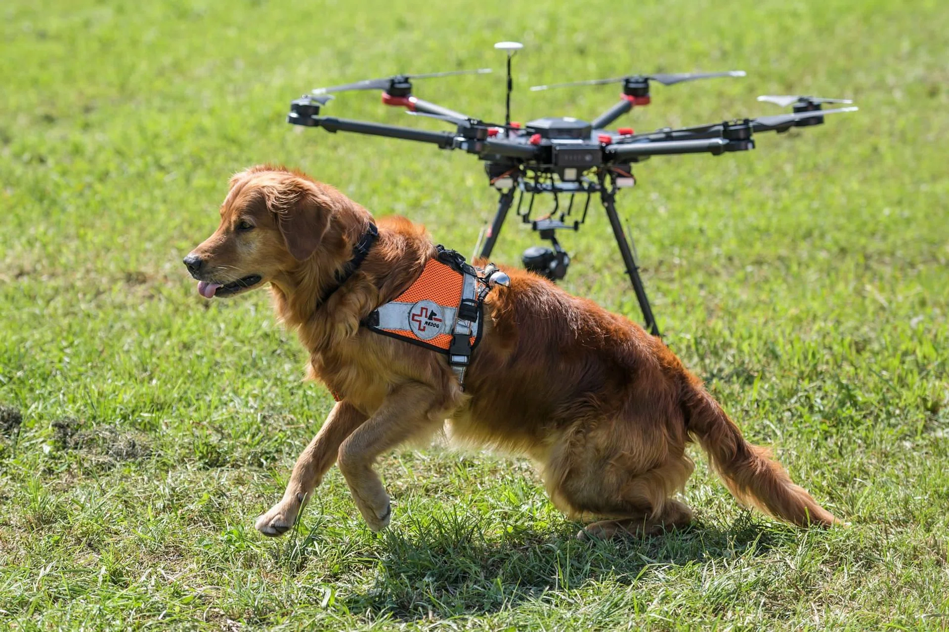Go fetch! Drones help Swiss rescue dogs find the missing - The Business ...