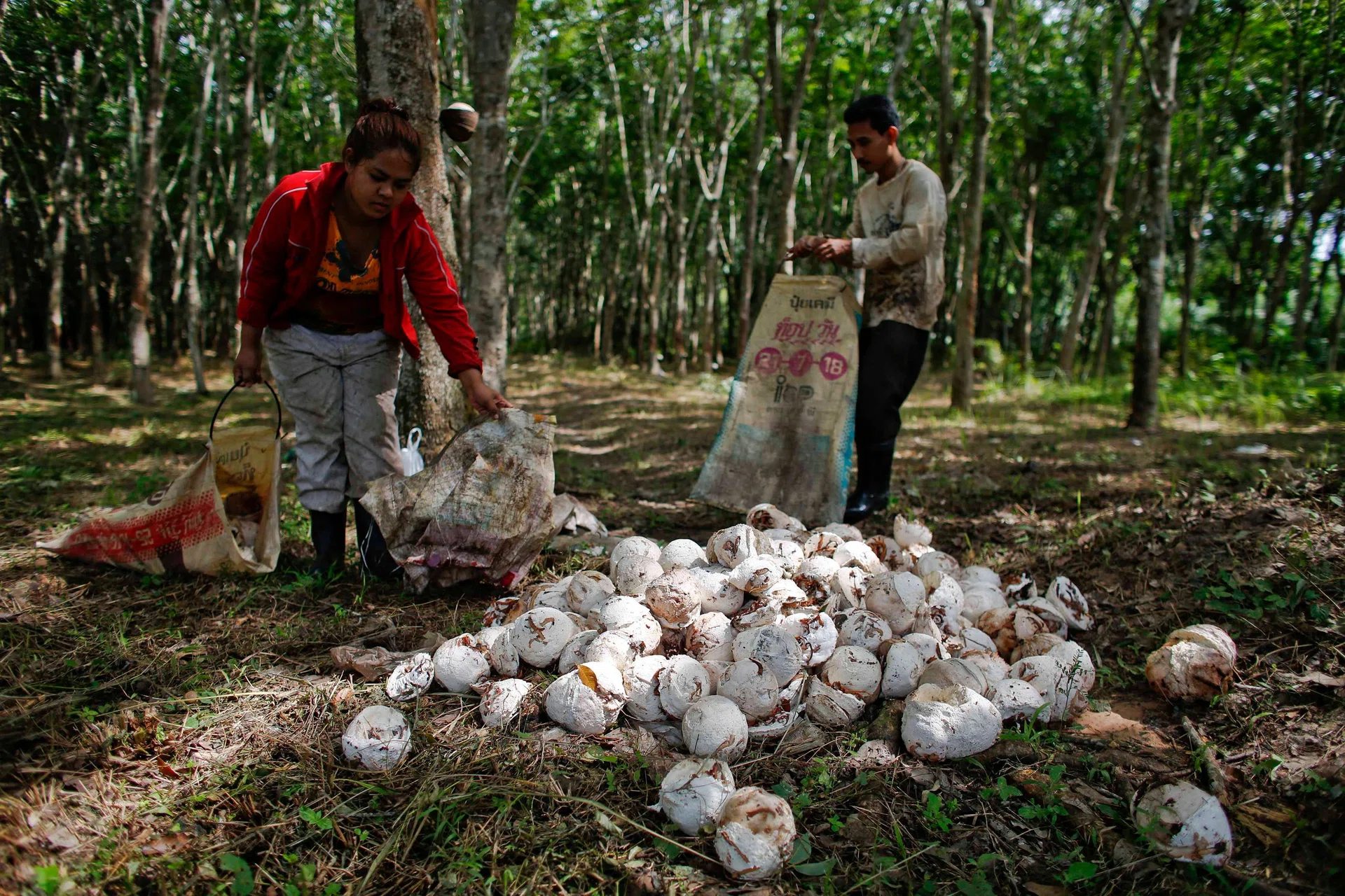 Thai rubber farmers stage protest - The Business Times