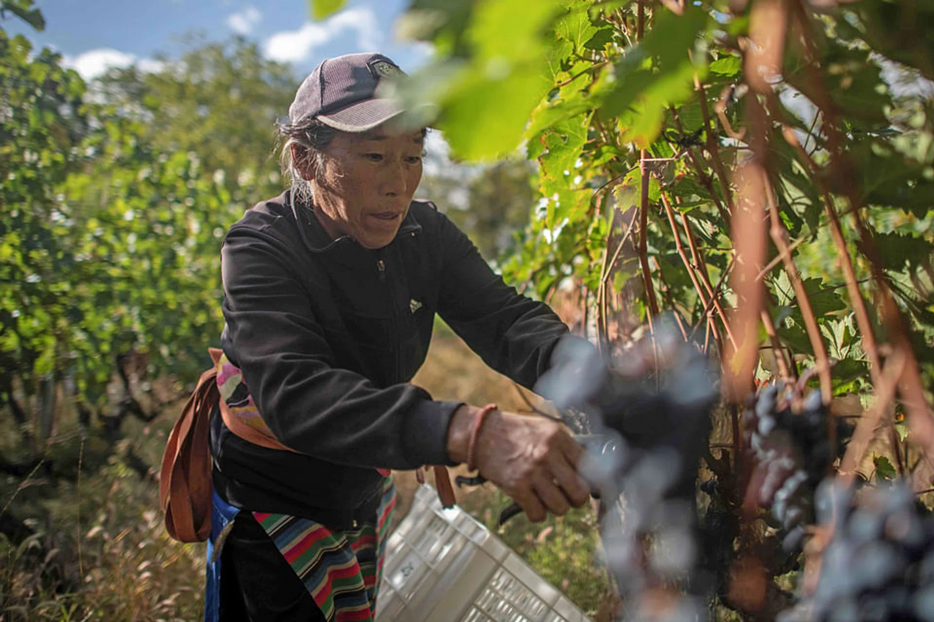 In China's Himalayas, a wine 'flying above the clouds' - The Business Times