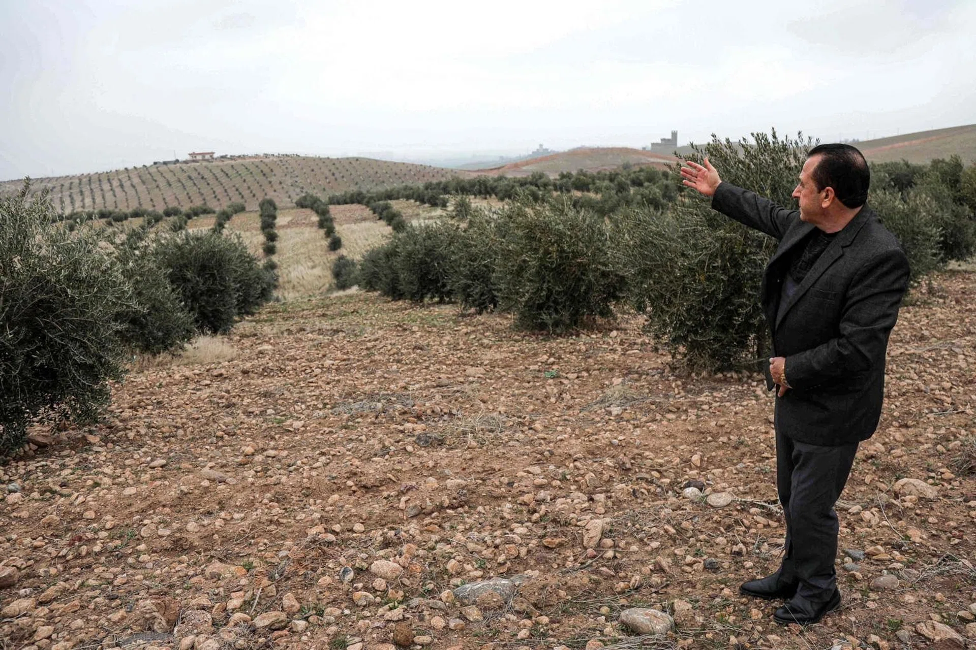 Syrian olive trees put down roots in Kurdish Iraq - The Business Times