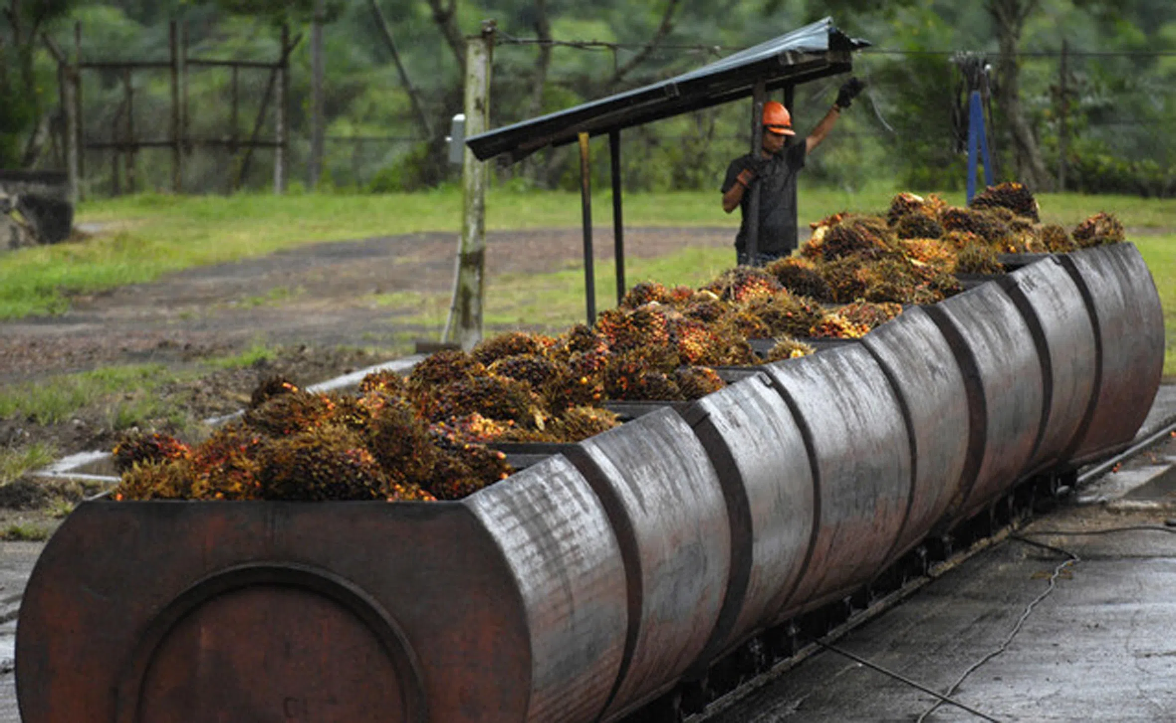 Brokers’ take: DBS lowers target prices on plantation stocks but ...