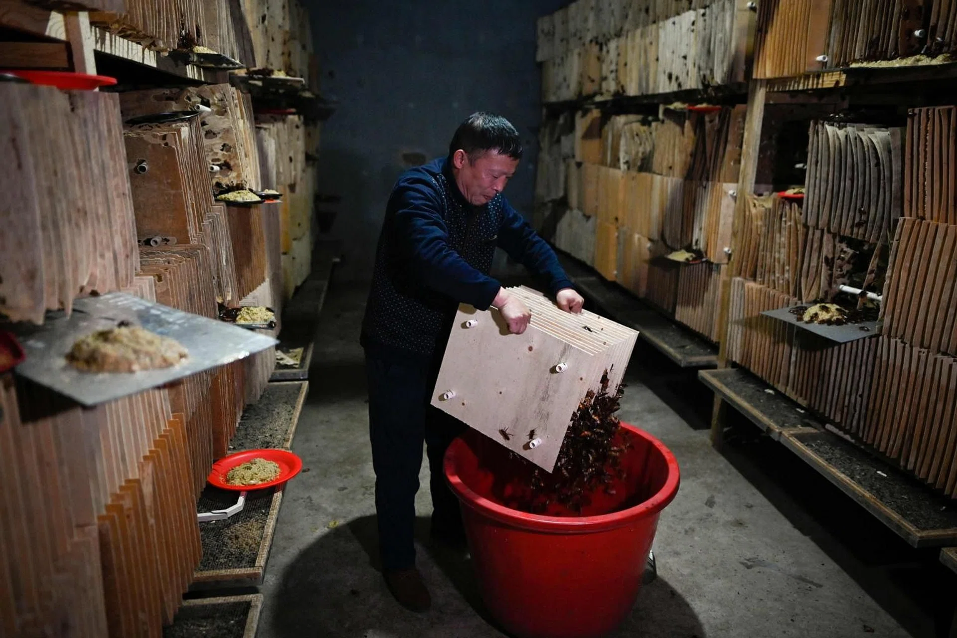 Chinese farmer breeds cockroaches for the table - The Business Times