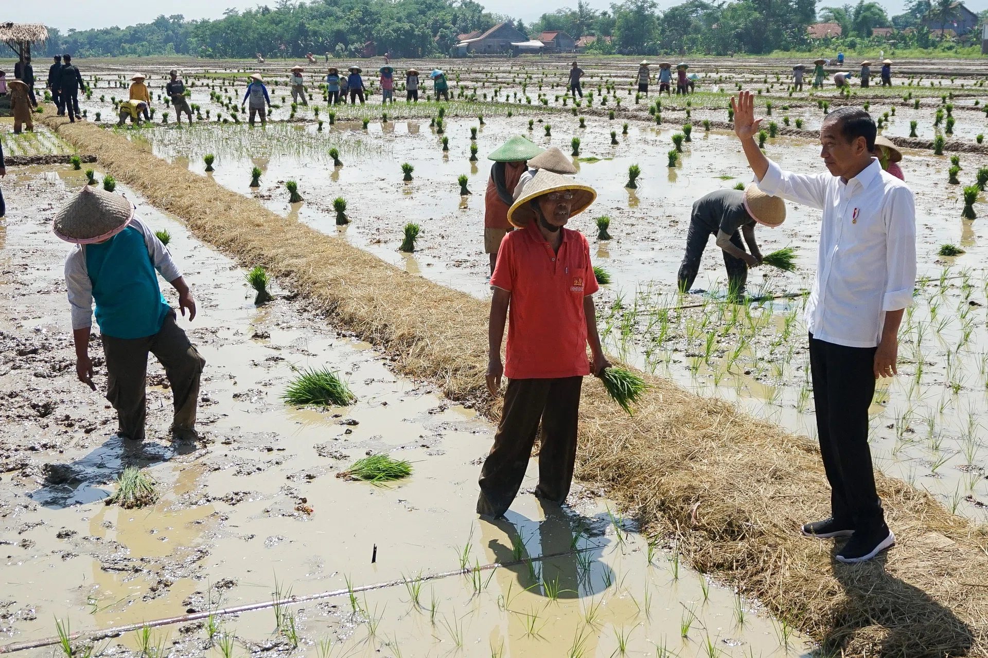Indonesia president proposes 14 trillion rupiah increase in fertiliser ...
