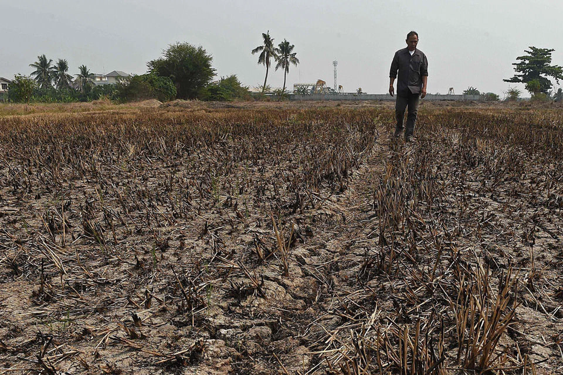 Drought in Asia raises fears about food security - The Business Times
