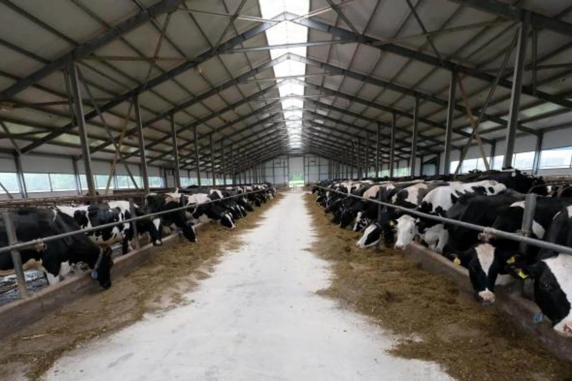Saudi dairy farm said to mull using cow dung to meet power needs - The ...