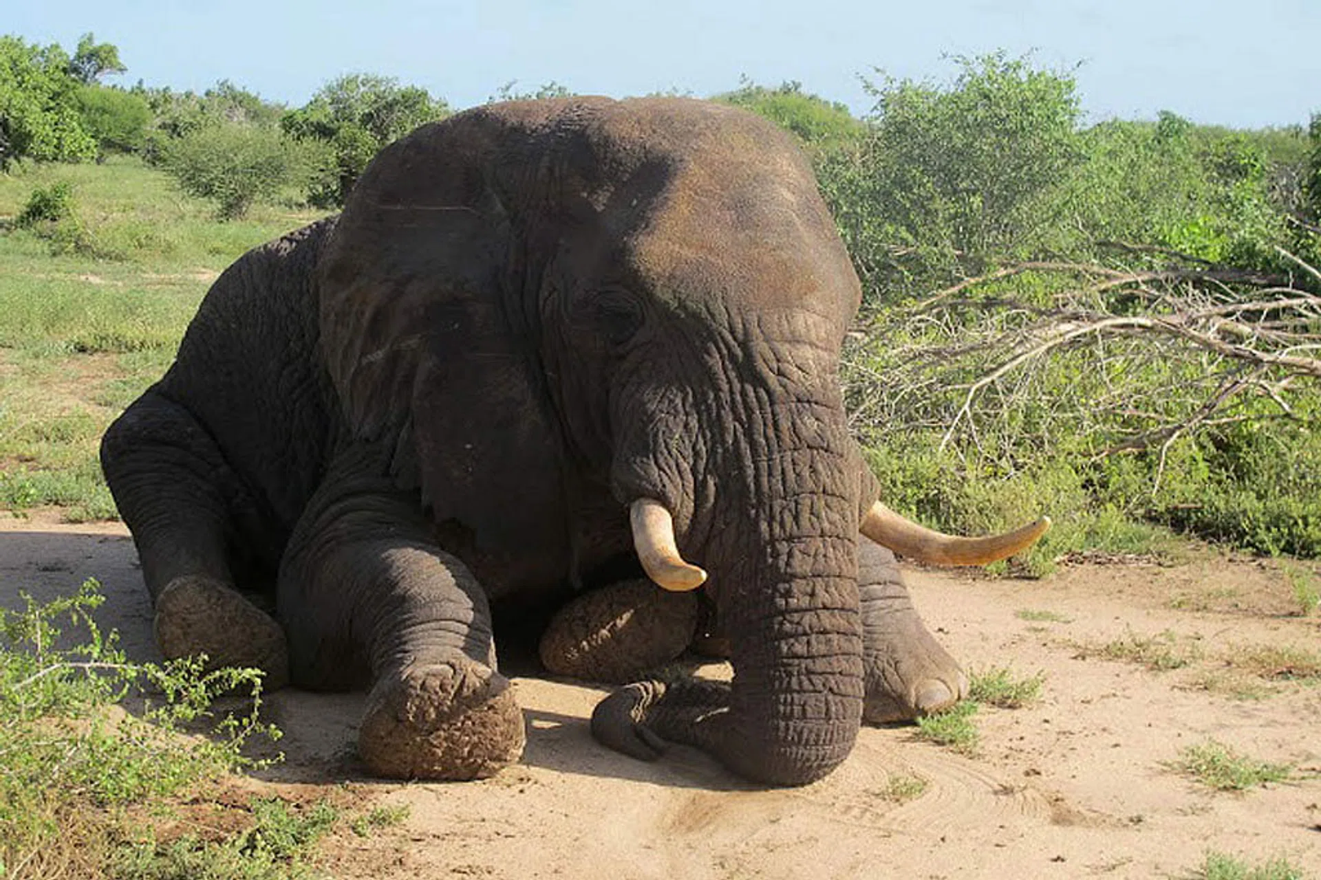 Morgan the elephant's Somalian saga gets researchers all excited - The ...