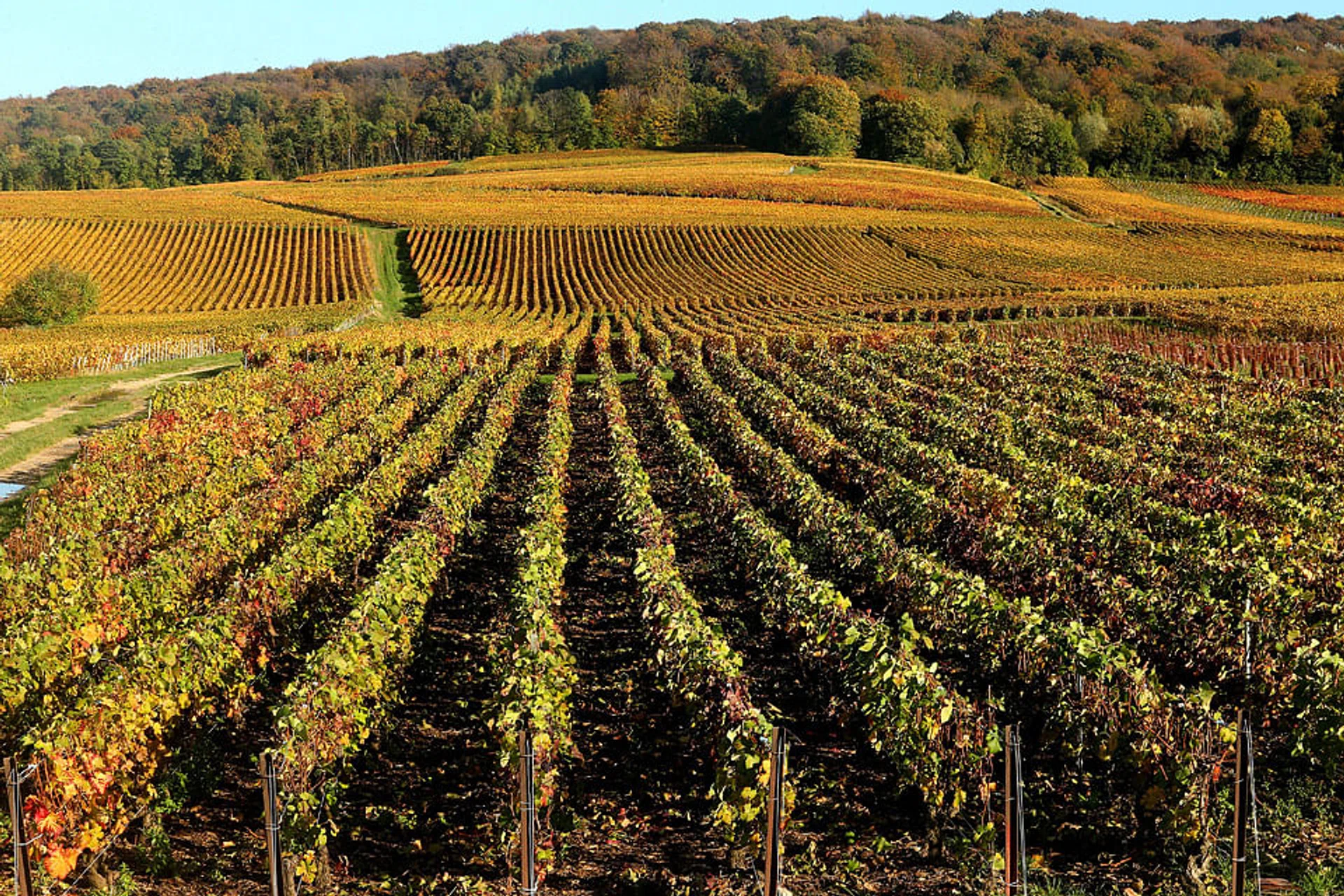Wine and Nature - The Business Times