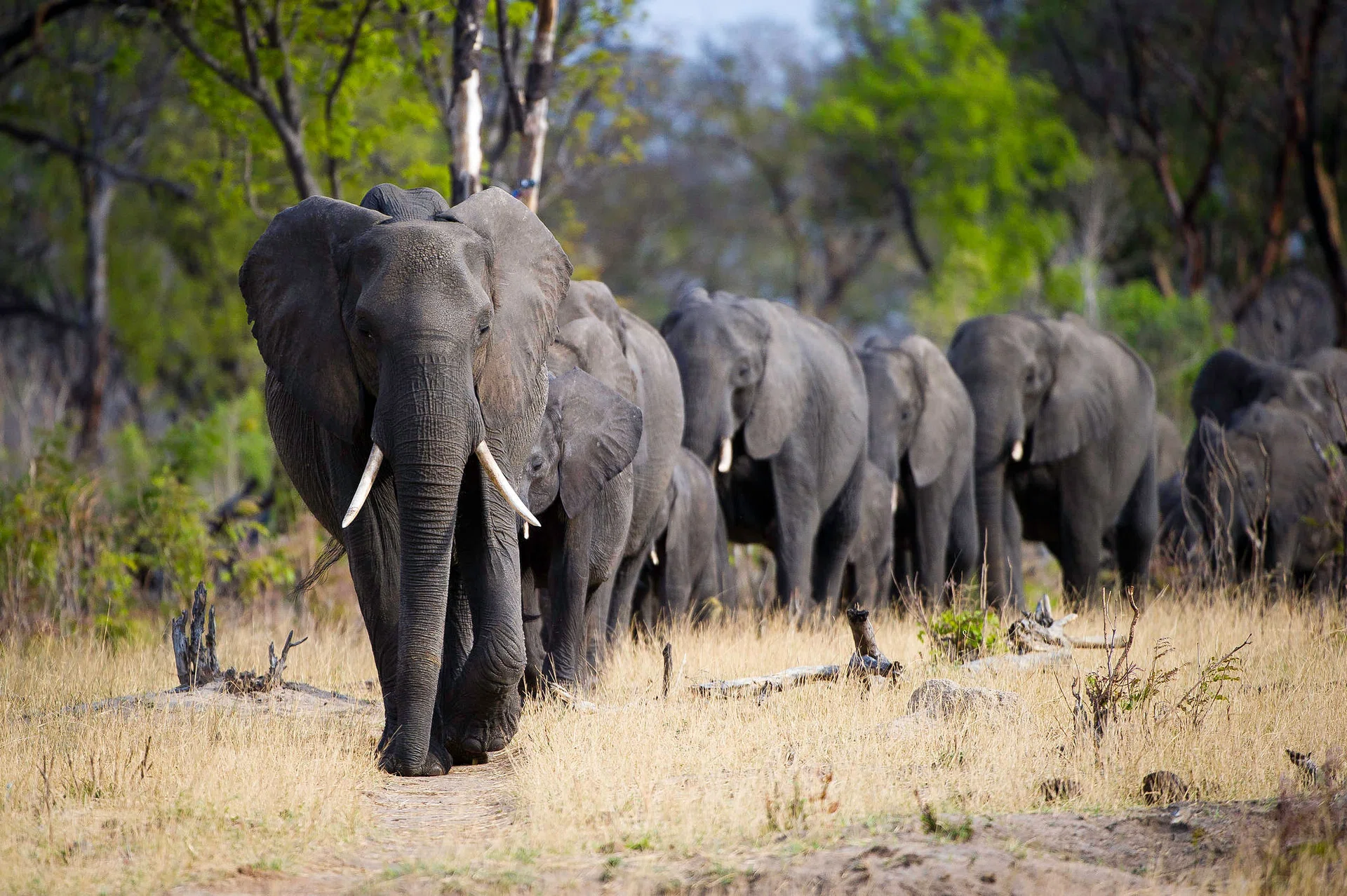 Africa lost 111,000 elephants to poaching in last decade - The Business ...