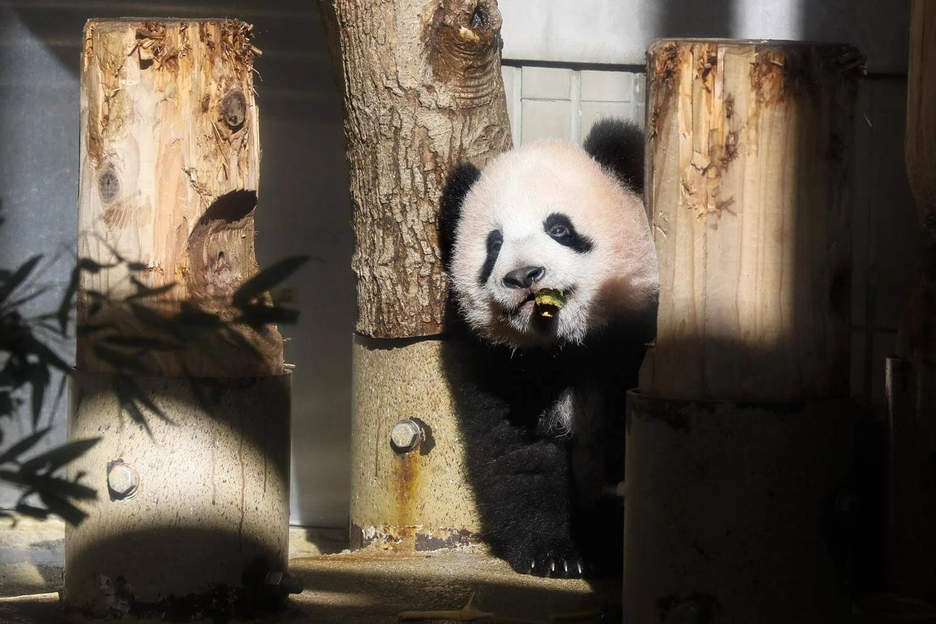 Panda cub Shan Shan makes public debut in Tokyo - The Business Times