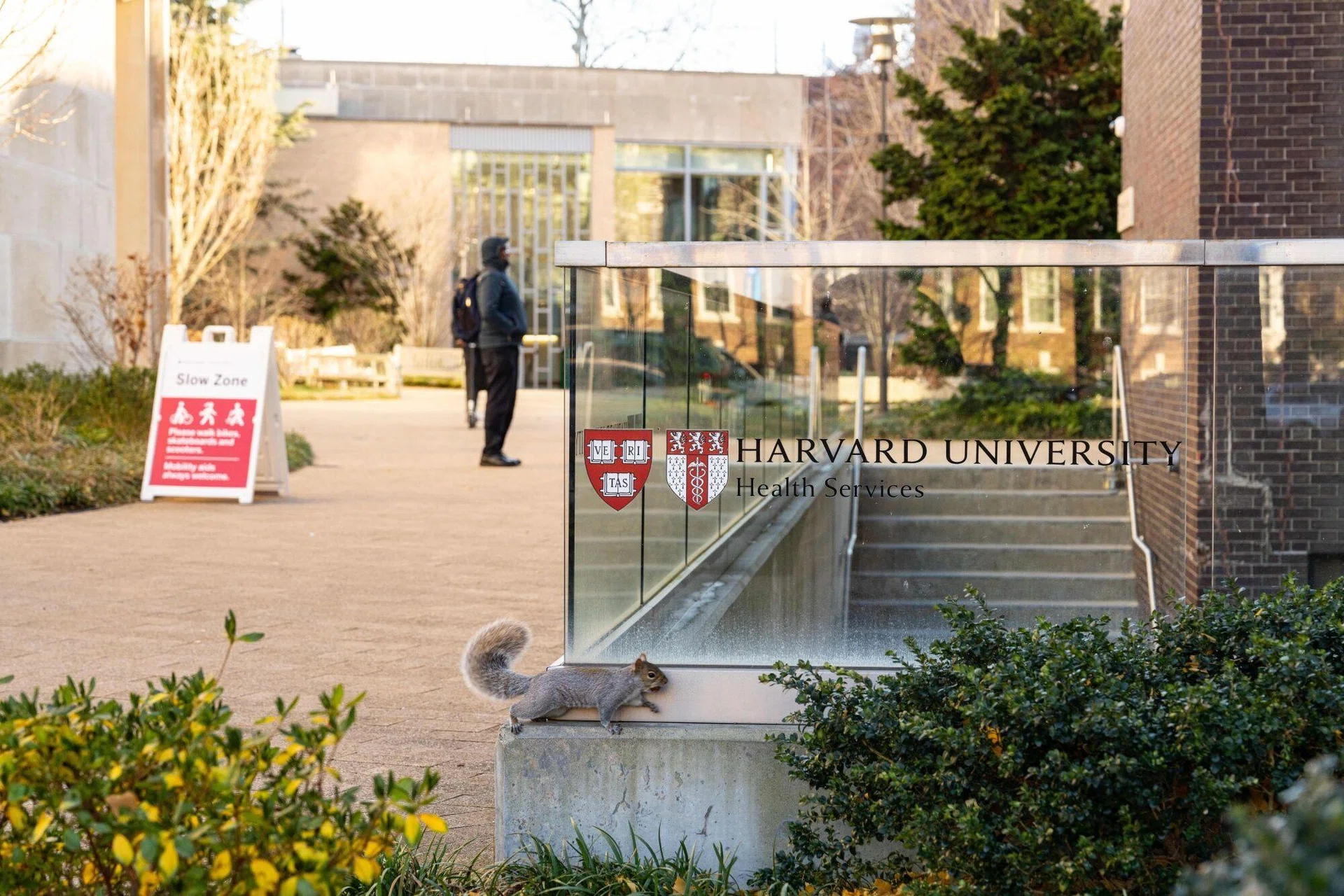 Harvard College early applications drop 17% from last year - The ...