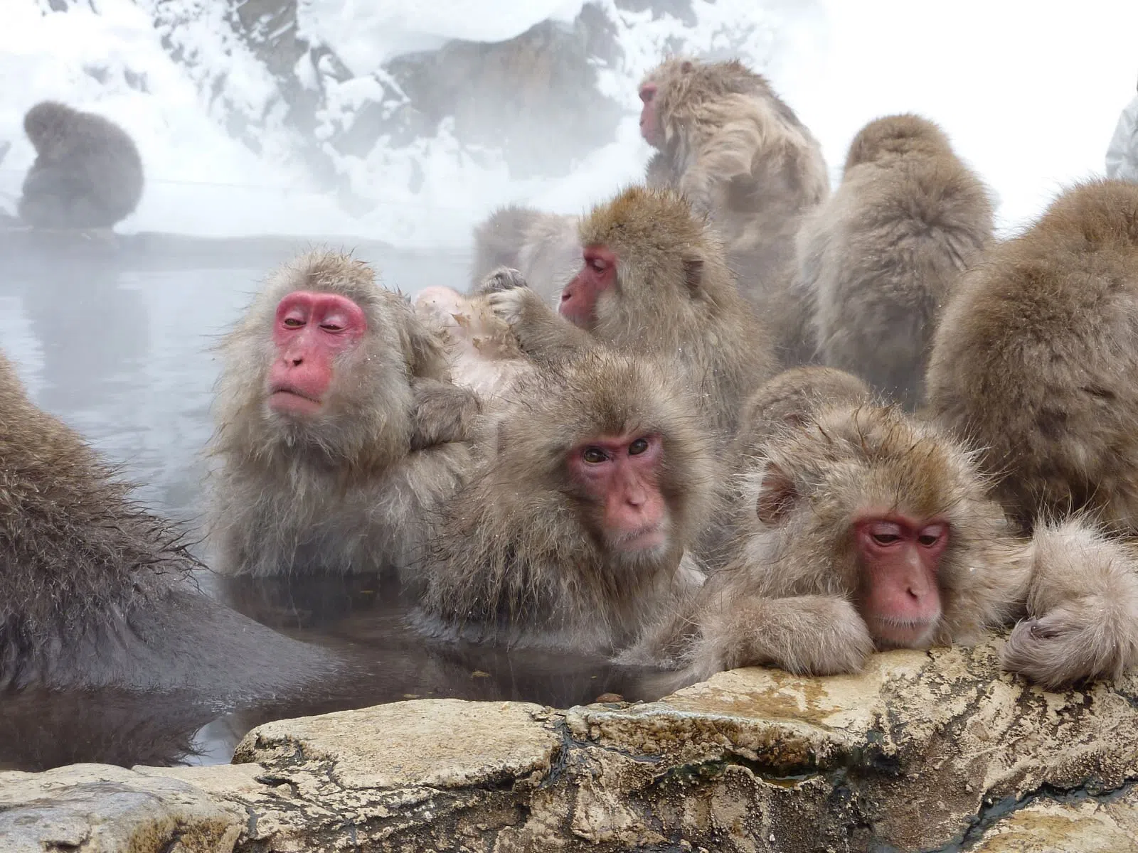 Japan zoo culls 57 monkeys carrying 'invasive' genes