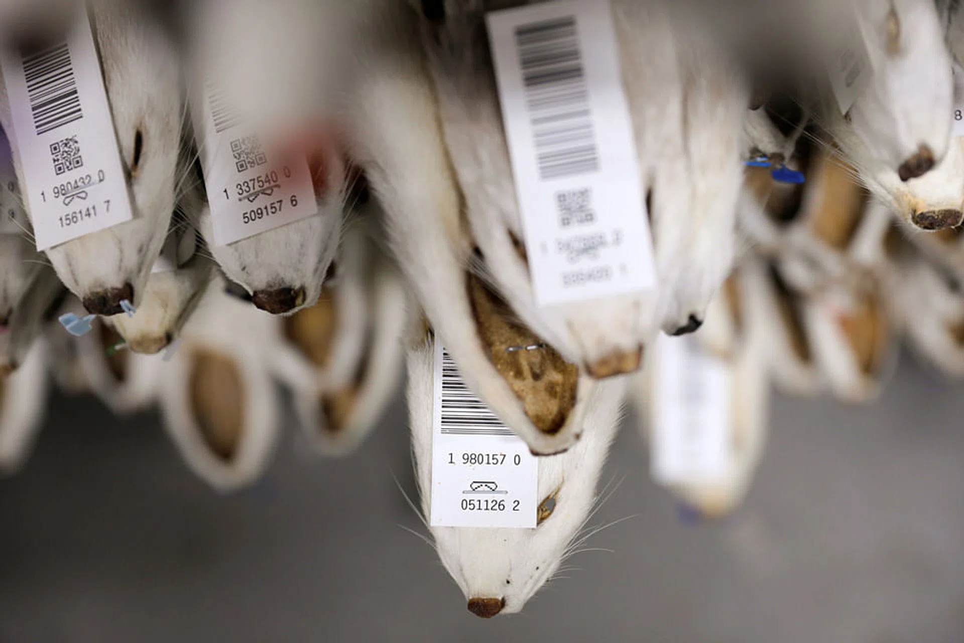 Fox fur prices fly as mink cull sparks shortage - The Business Times