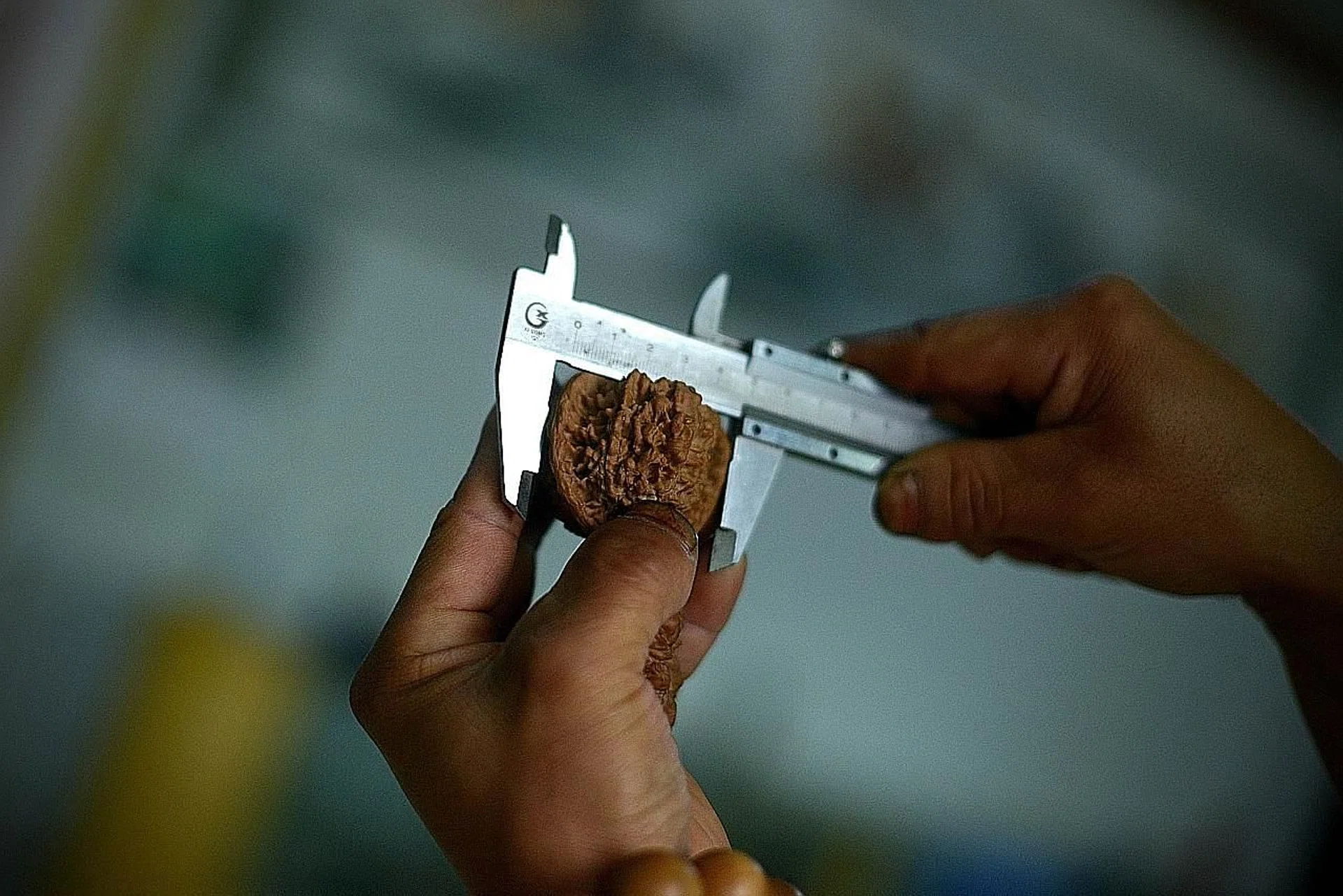 Money grows on trees in China's walnut farms - The Business Times
