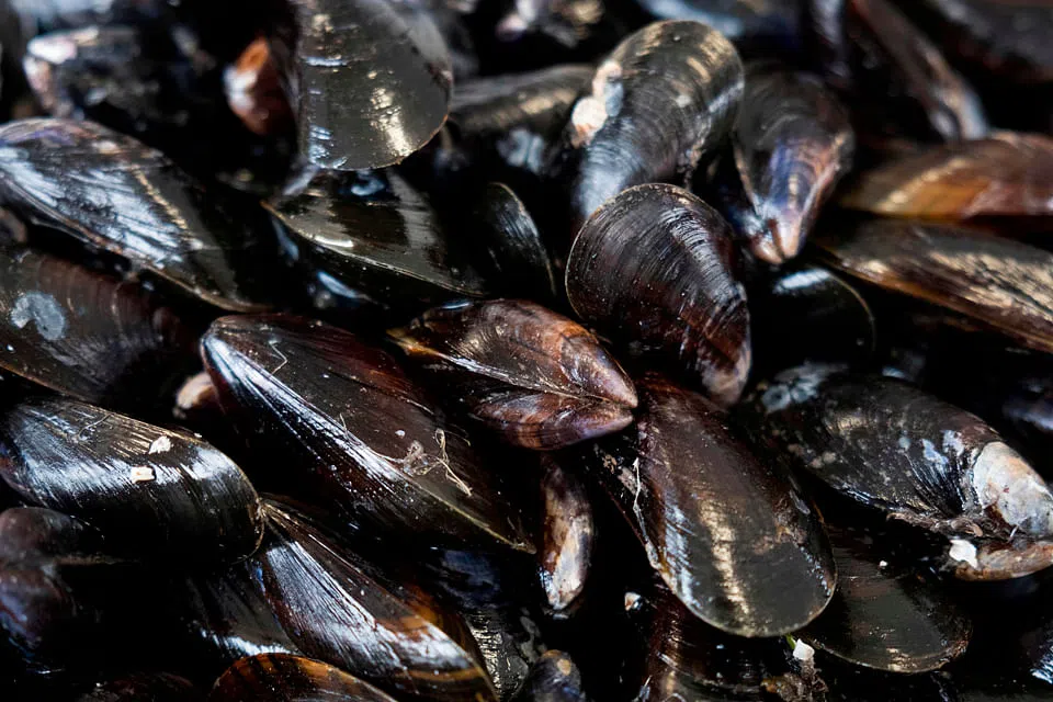 Mussels, 'super-filters' that can help beat water pollution - The ...