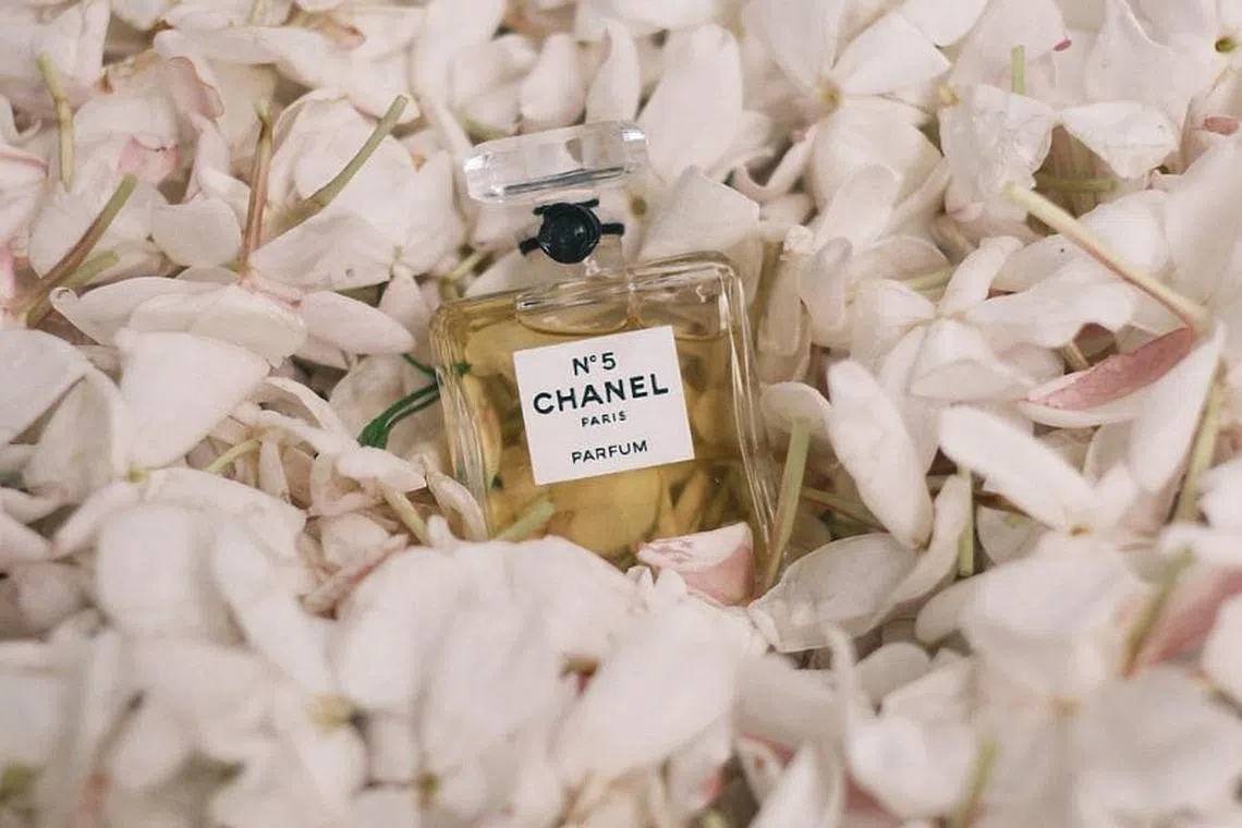 Harvesting The Jasmine Flower That Goes Into Chanel Nº5 | Harper's ...
